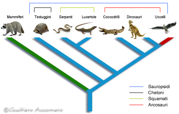 Albero Filogenetico Dei Vertebrati STILL LIFE INTRODUZIONE II